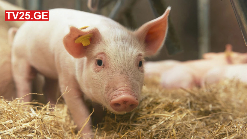 შვედმა მედიკოსებმა ადამიანის მხედველობის აღდგენა ღორის კანის საშუალებით ...