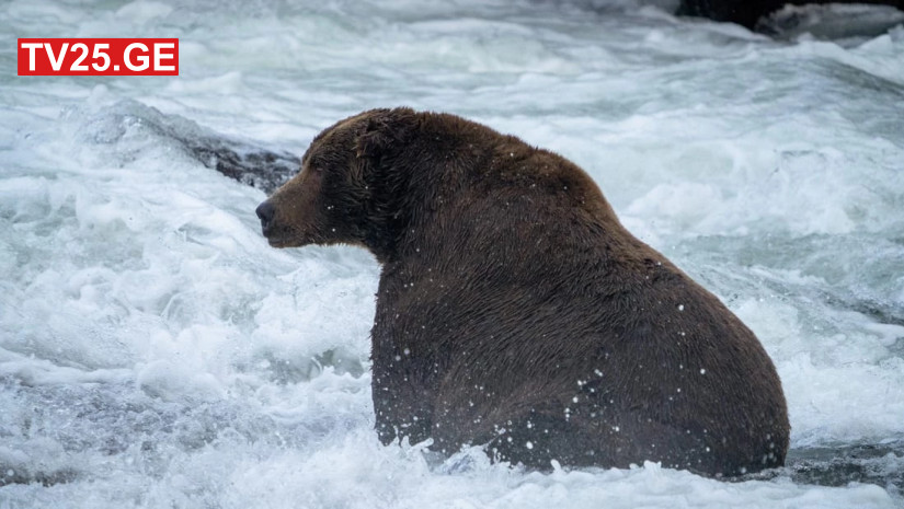 ალასკაზე "მსუქანი დათვების კვირის" გამარჯვებული გამოვლინდა