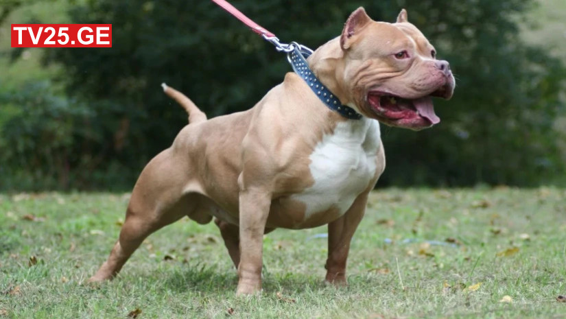 პიტბულმა 18 წლის ბიჭი დაკბინა