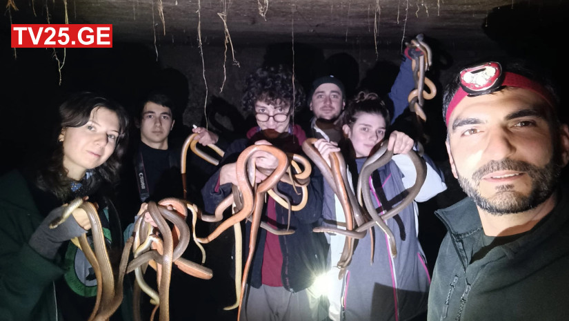 ქარელში, გველების გამოსაზამთრებელი ადგილი აღმოაჩინეს